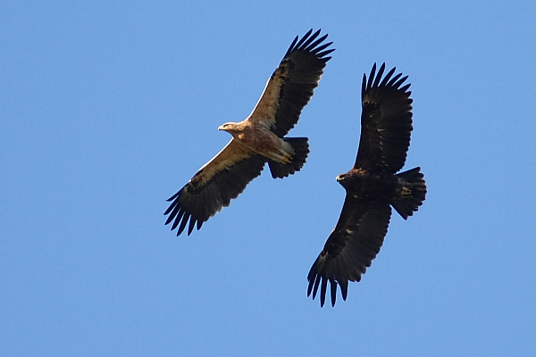 Wildlife Bird Photography