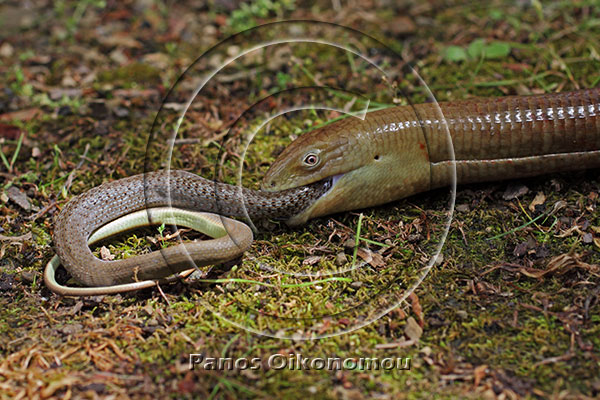 Wildlife Bird Photography